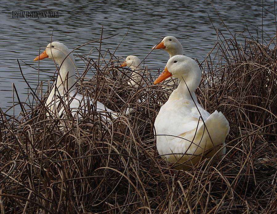 Nesting Photograph by Brian Stevens - Fine Art America