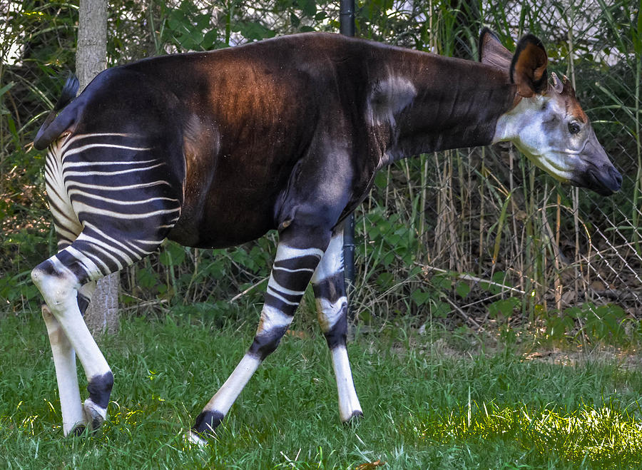 Okapi Photograph by Brian Stevens - Fine Art America