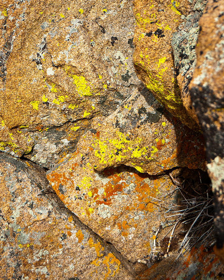 Painted Rock Photograph by Dave Daniel - Fine Art America