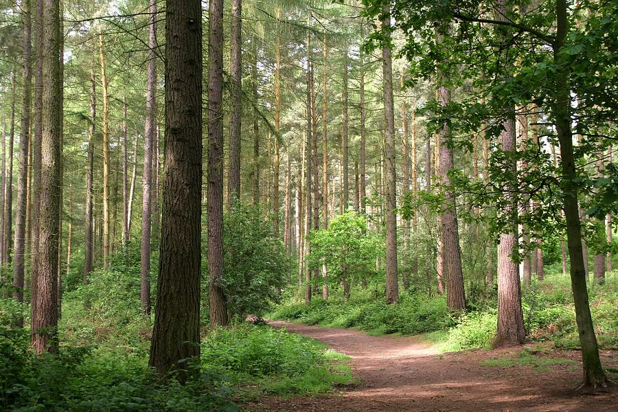 Pine path Photograph by Ed Lukas - Fine Art America