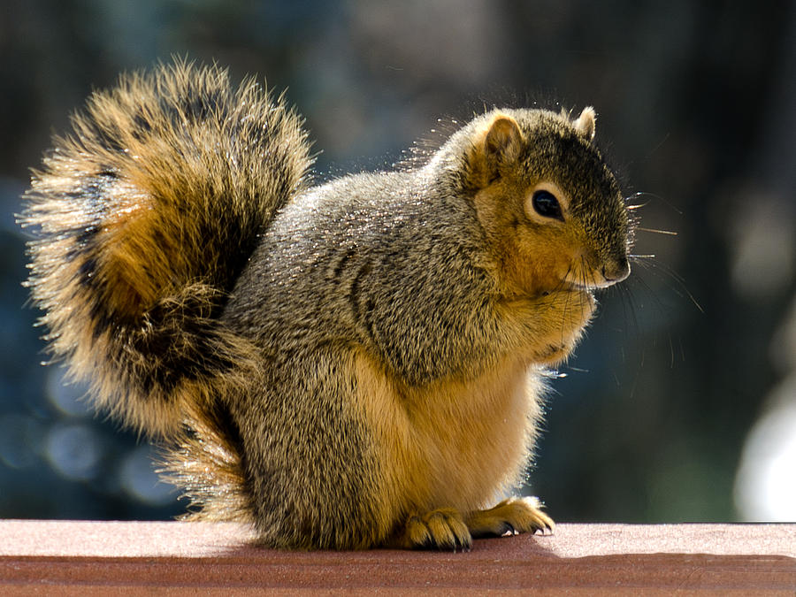 Praying Squirrel Photograph by LeeAnn McLaneGoetz McLaneGoetzStudioLLCcom