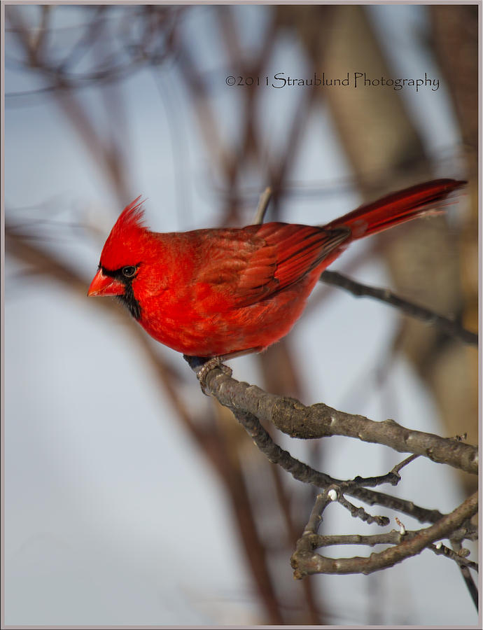 Red Cardinal Photograph by Straublund Photography - Fine Art America