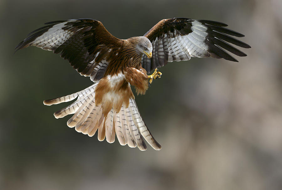 Red Kite #1 by Linda Wright / Science Photo Library