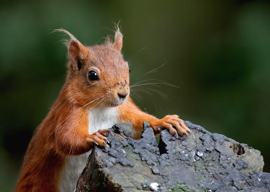 Red Squirrel #1 Photograph by Mark Mowbray - Pixels