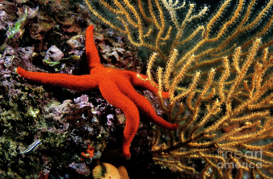 Red Starfish Photograph by Sami Sarkis - Fine Art America
