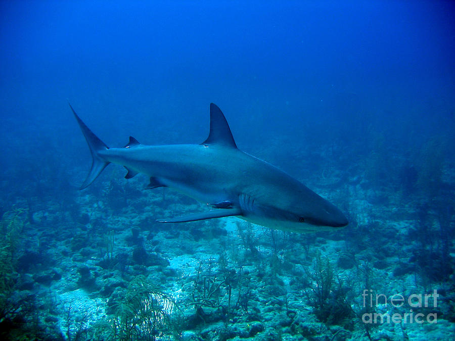 Reef Shark Photograph by Pedro Capelossi - Pixels
