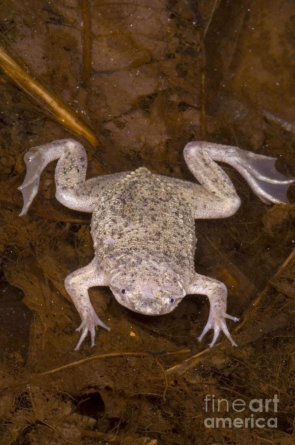 Sabana Surinam Toad Photograph by Dante Fenolio - Fine Art America