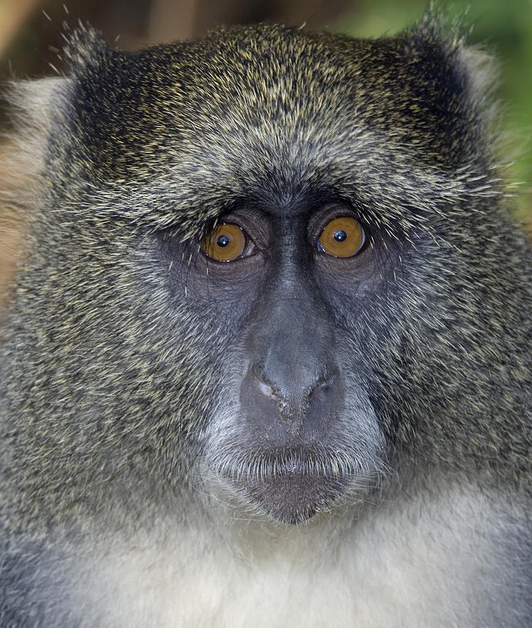 Samango Monkey Photograph by Tony Camacho - Fine Art America