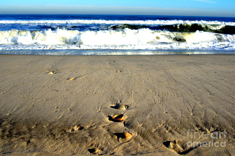 Sandy Shells #1 Photograph by Tessa Murphy - Fine Art America