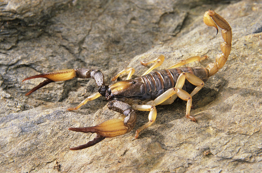 Scorpion #1 by Science Photo Library