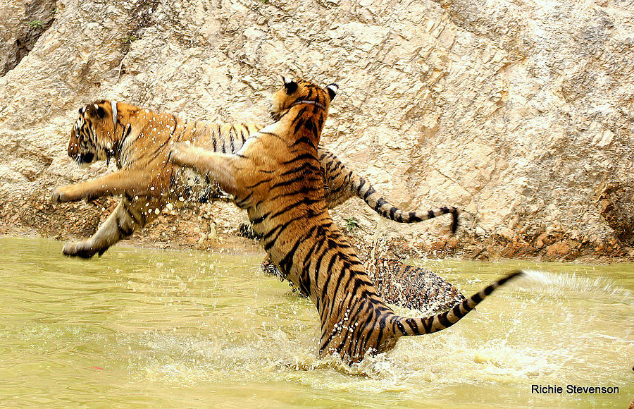 Set Flying Tigers Photograph by Richard Bentley-stevenson - Fine Art ...