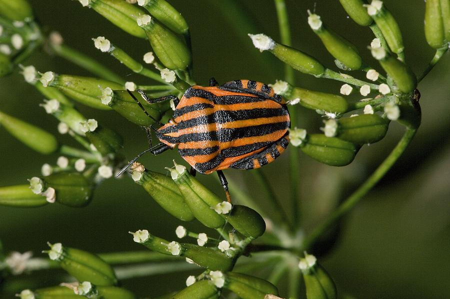 Shield Bug #1 by Science Photo Library