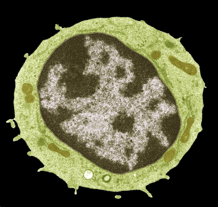 Small Lymphocyte, Tem #1 by Science Photo Library