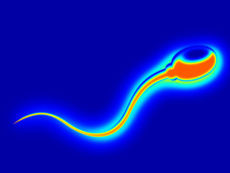 Sperm Cell, Computer Artwork #1 by Science Photo Library