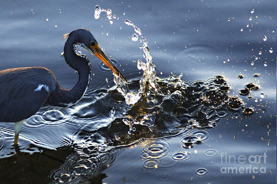 Splash Photograph by Bob Christopher | Fine Art America