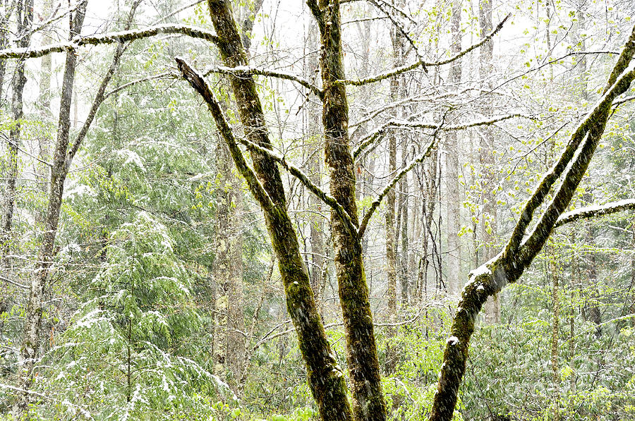 Spring Snow along Williams River Scenic Byway Photograph by Thomas R ...