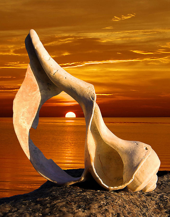 Sunset Shell Photograph by Eva House - Fine Art America
