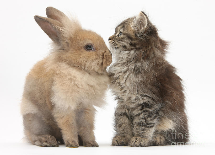 Tabby Kitten And Young Rabbit Photograph by Mark Taylor - Fine Art America