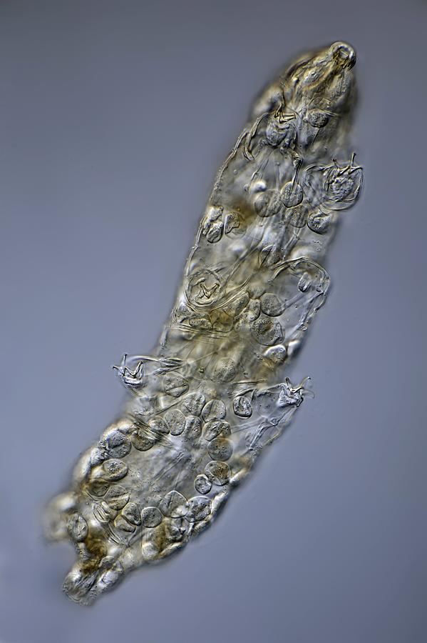 Water Bear, Light Micrograph #1 by Science Photo Library