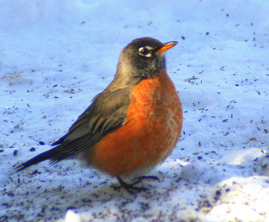 Winter Robin Photograph by Laurel Talabere | Fine Art America