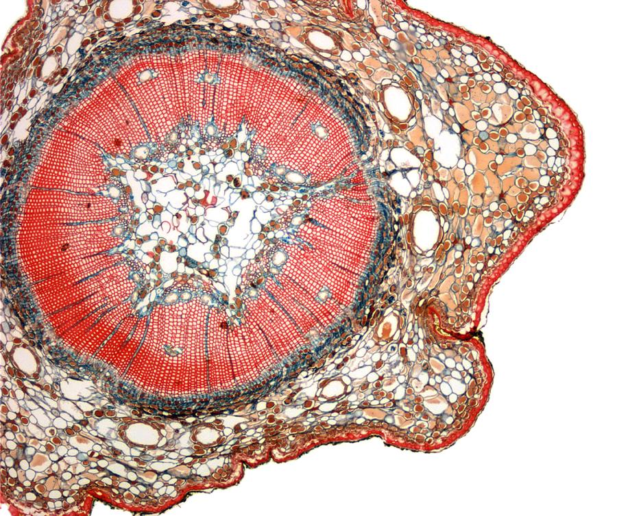 Young Pine Tree Stem, Light Micrograph #1 by Science Photo Library