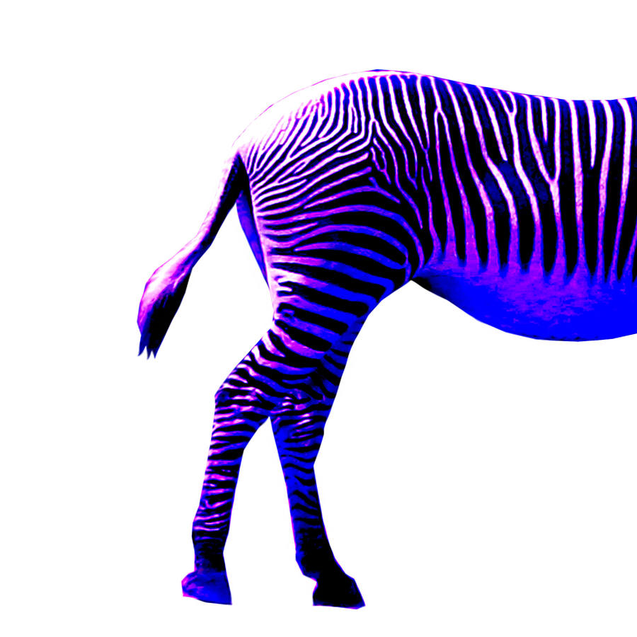 Zebra Back Photograph by Jessica Rost
