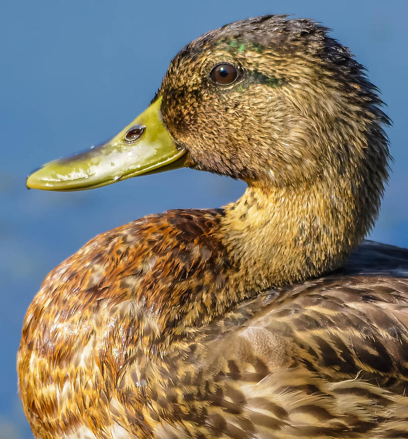 Mallard Photograph by Brian Stevens - Pixels