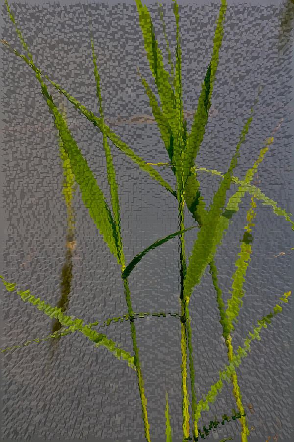 Water Reed Digital art Digital Art by David Pyatt - Fine Art America