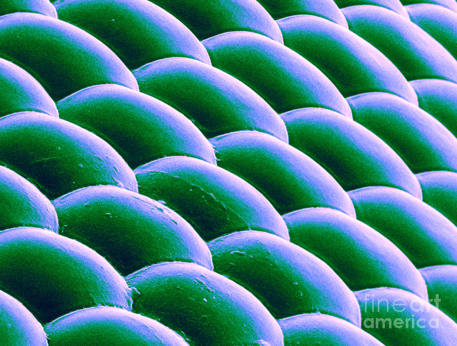 Deer Fly Eye, Sem Photograph by Science Source - Pixels