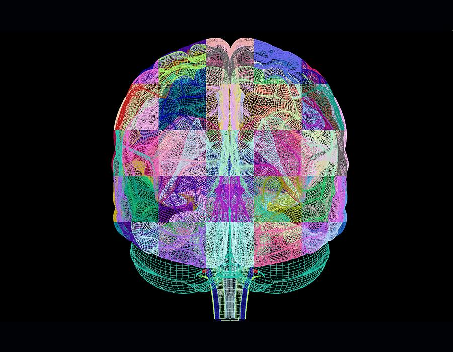 Human Brain, Computer Artwork Photograph by Pasieka