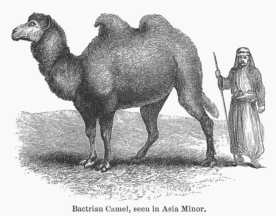 Bactrian Camel Photograph by Granger - Fine Art America