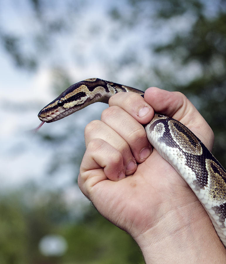Ball Python Photograph by David Lester