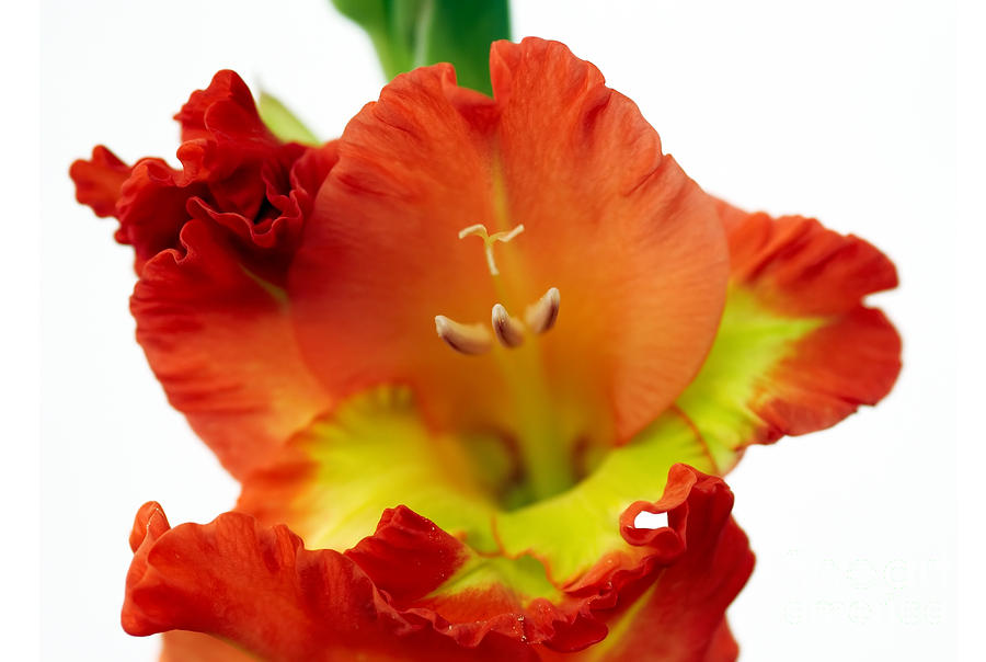 Bloom Photograph by Michal Boubin - Fine Art America
