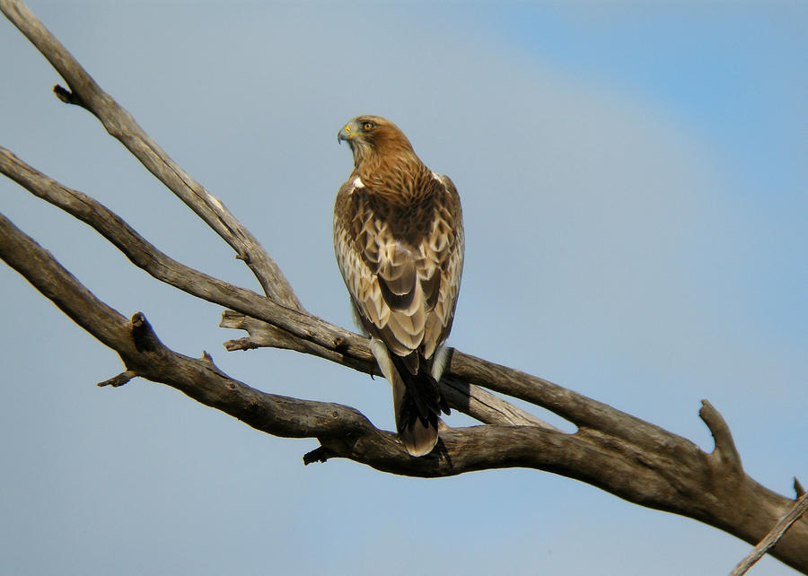 Booted Eagle Photograph by Perry Van Munster - Fine Art America
