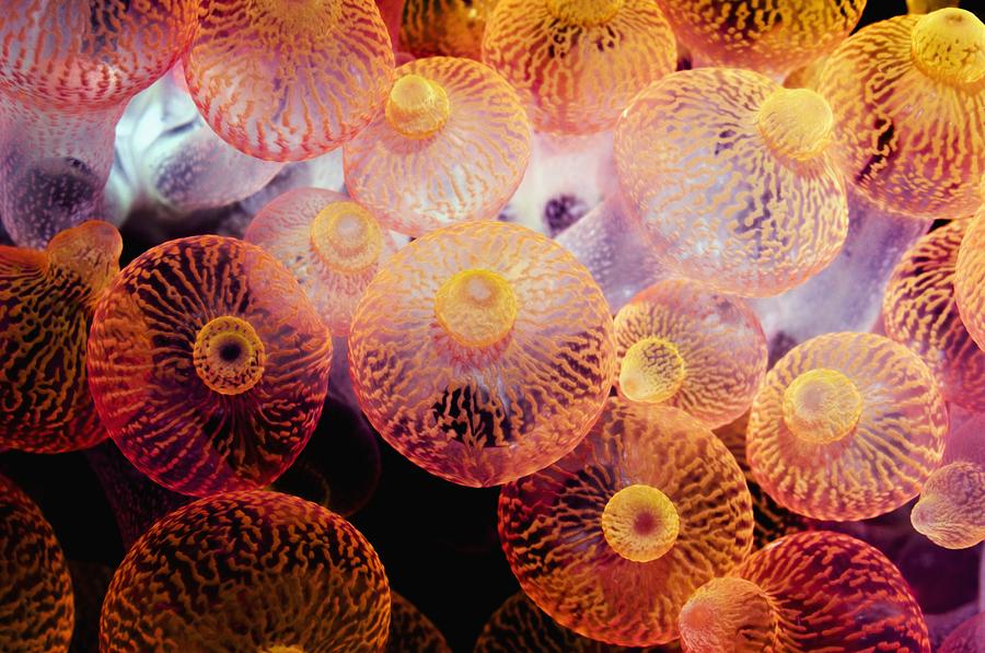 Bubble Tip Anemone #2 by Science Photo Library