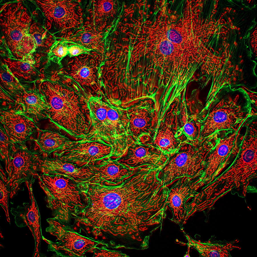 Cell Structure #2 by Science Photo Library