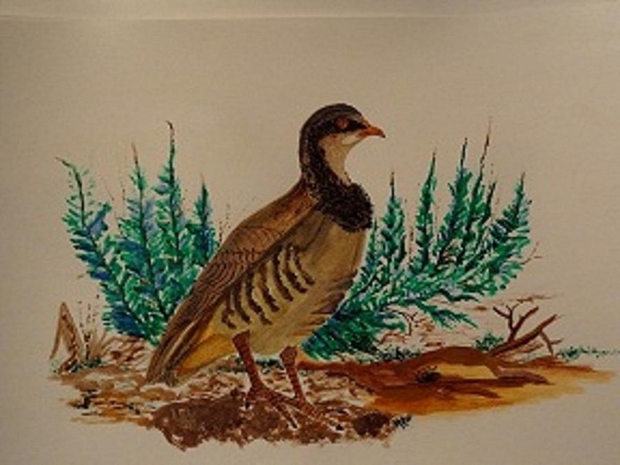 Chukar Painting by Nancy Fillip | Fine Art America