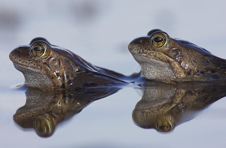 Common Frogs Spawning Photograph by Duncan Shaw - Fine Art America