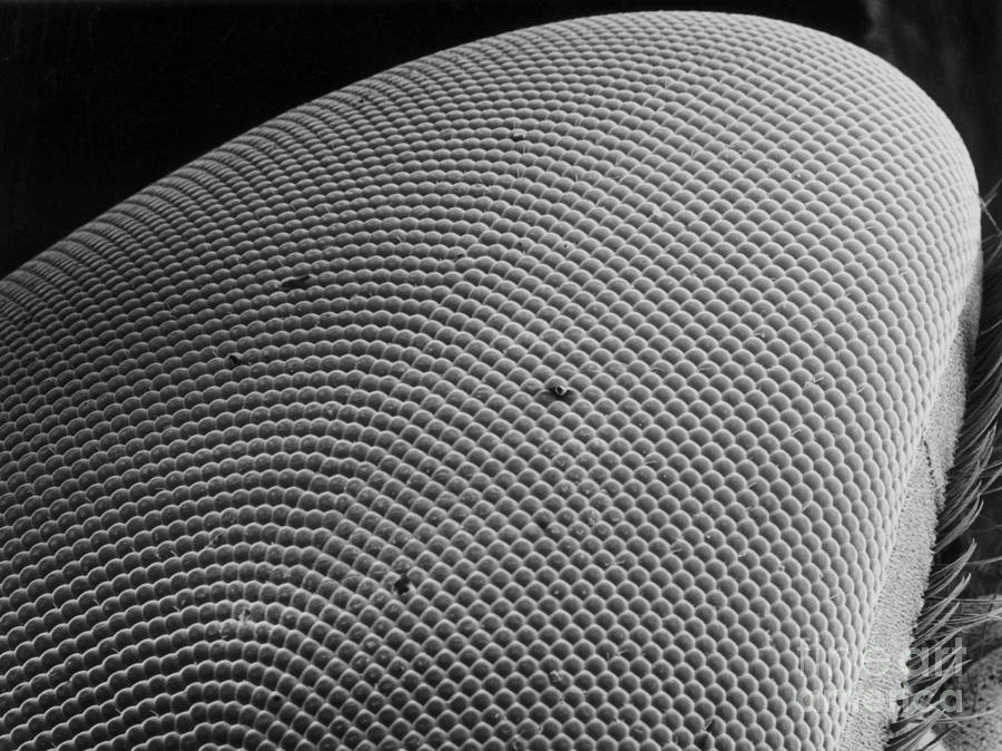 Deer Fly Eye Photograph by Science Source - Fine Art America