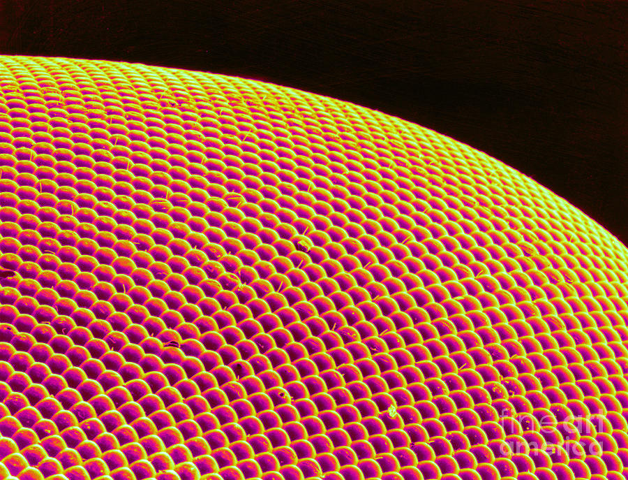 Deer Fly Eye, Sem Photograph by Science Source - Fine Art America