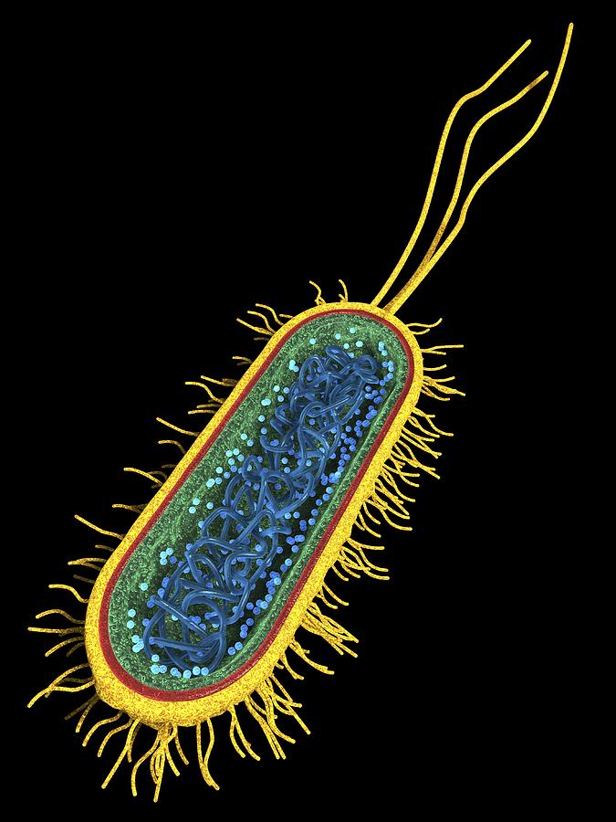 E. Coli Bacterium, Artwork #2 by Science Photo Library