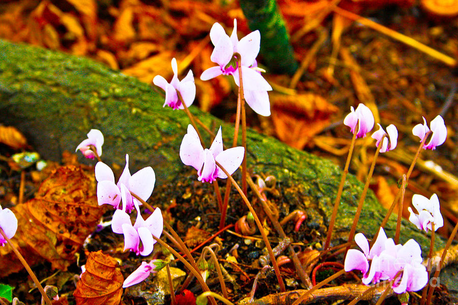 Flowers Photograph by Abdul Moo - Fine Art America