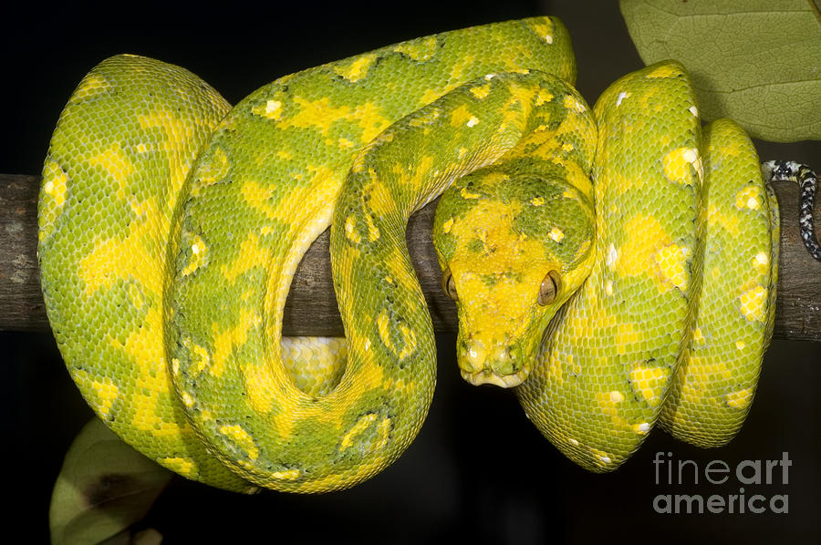 Green Tree Python Photograph by Dante Fenolio - Pixels