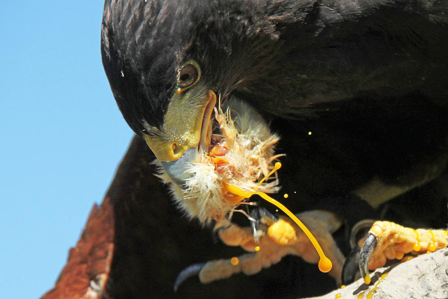 Harris Hawk Feeding Photograph by James Hill - Pixels