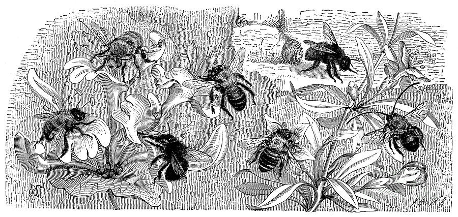 Insects: Bees Photograph by Granger - Fine Art America