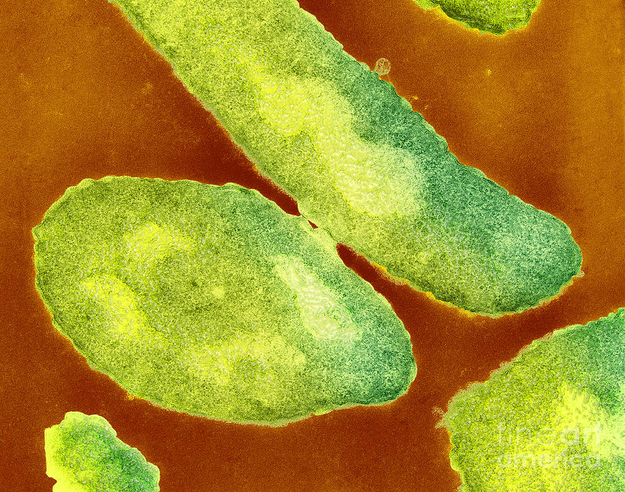 Mating Bacteria Photograph by Omikron - Fine Art America