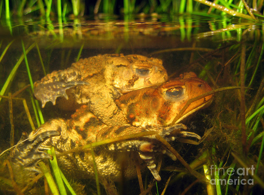 Mating Toads Photograph by Ted Kinsman - Fine Art America