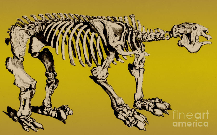 Megatherium, Extinct Ground Sloth Photograph by Science Source - Pixels