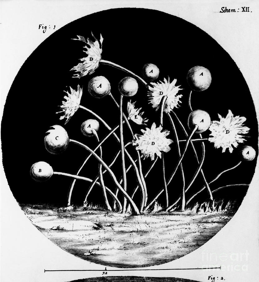 Micrographia Photograph by Science Source - Fine Art America