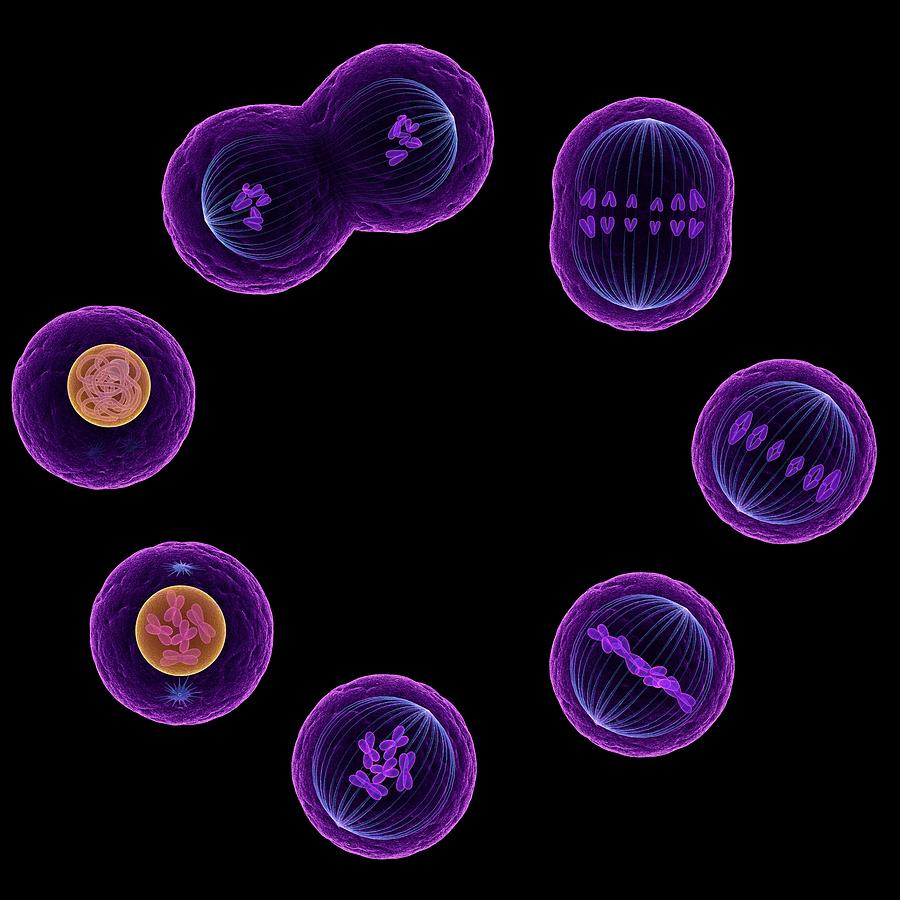 Mitosis, Artwork Photograph by Sciepro - Pixels